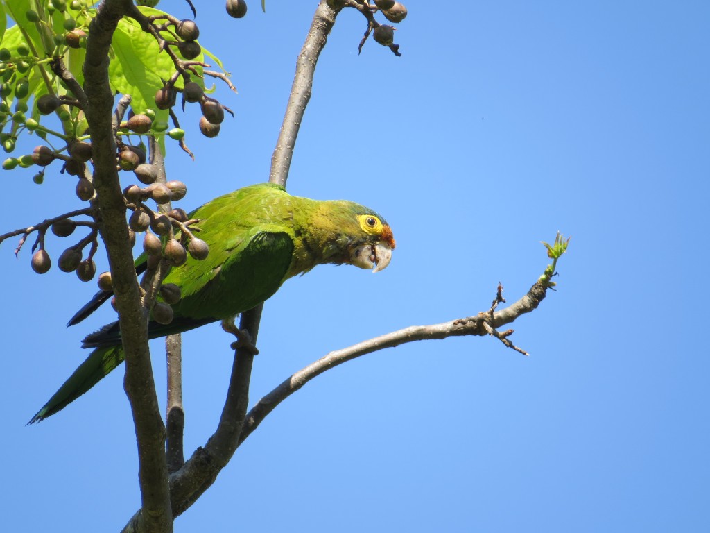 COSTA RICA, PAYS DU MYTHIQUE POISSON COQ - GP Voyages
