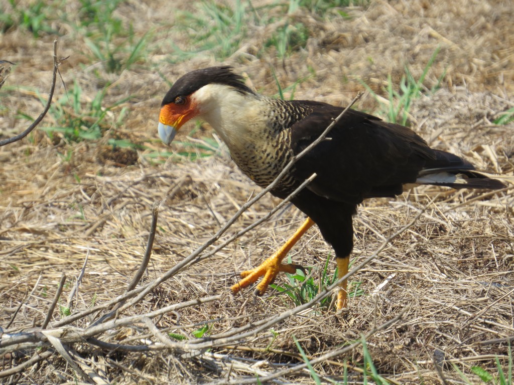 COSTA RICA, PAYS DU MYTHIQUE POISSON COQ - GP Voyages